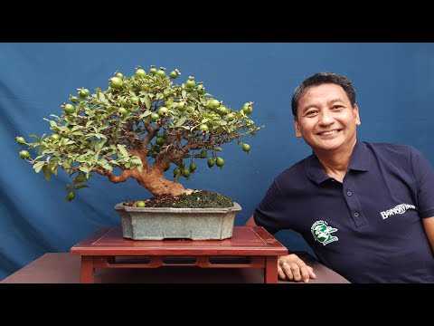 Bayabas (Guava) Bonsai named Mang Kanor Expalined ( with sub title)
