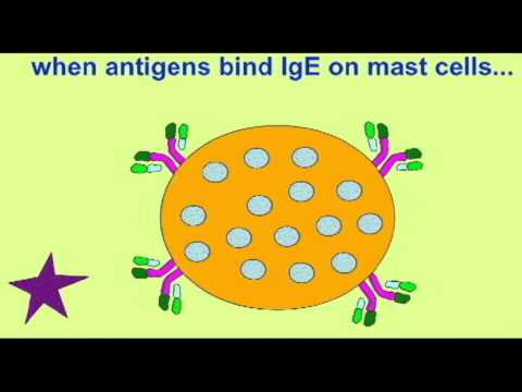AP1: TISSUES: AREOLAR CONNECTIVE TISSUE