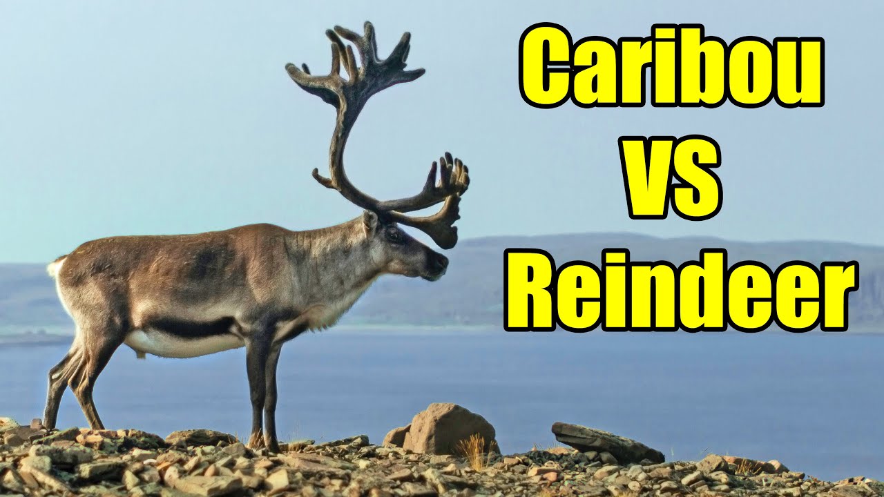 Caribou VS Reindeer – What’s the Difference?
