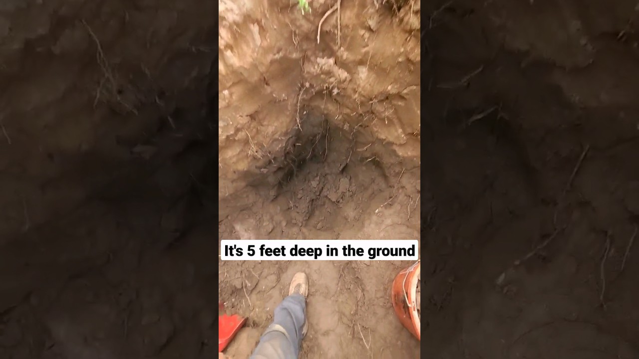 This is a really good sign! #youtubeshorts #artifacts #arrowhead #digging #ancienthistory #sifting