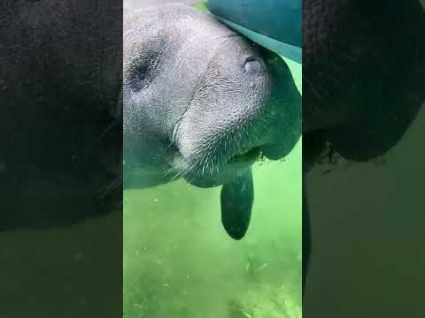 The sound of the other manatee - #Documentary #animals #nature