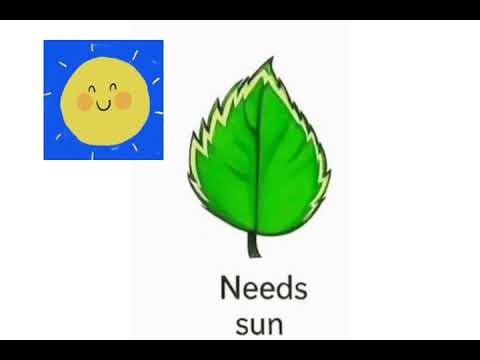 Plants Language