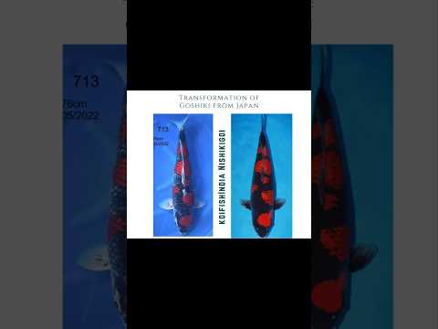 Transformation of koi fish Importd from Japan in 2-3 year time #japanesekoifish #fishlovers #shorts
