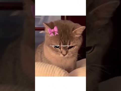 linggang guli guli #cute #cat