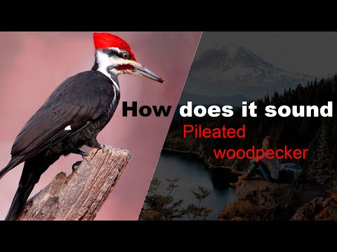 Pileated woodpecker