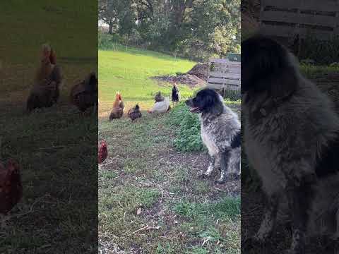 Karakachan dog watching over the chickens