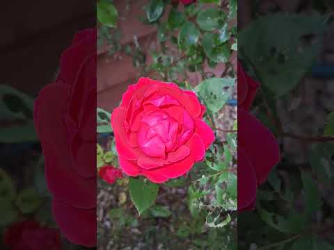 Japanese Beetles Going Down #roses #beetles #treatment