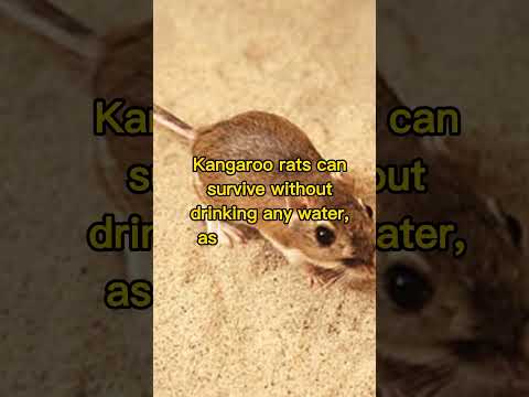 "How Kangaroo Rats Survive the Desert without Drinking Water | Incredible Adaptations"#shorts #facts