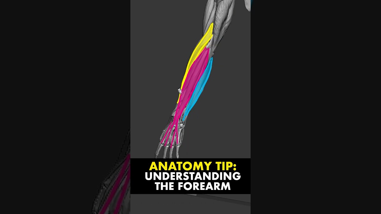 Anatomy Tip: Understand the anatomy of the forearm with this simple method