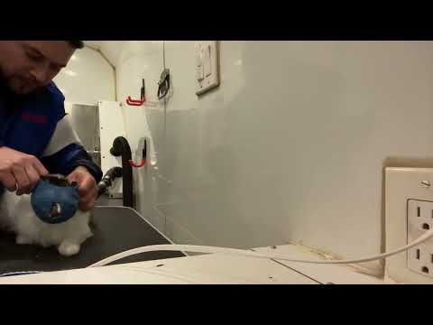 Cat upkeep Dogfathers grooming service plus