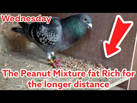 The Peanut Mixture | Fat Rich For the Longer Distance | Breeding update | Racing Pigeons |
