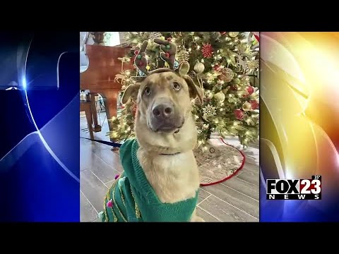 Video: Paws and Claws are looking for a forever home for Keyon