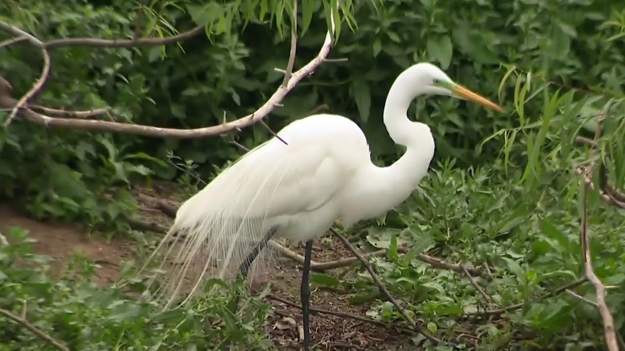 Birding: Thousands flock to SE Texas to view more than 300 species of birds