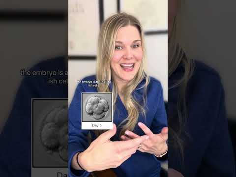 Are day 3 or day 5 embryos better?