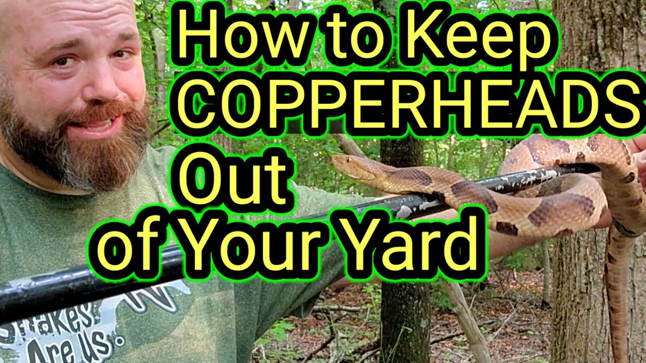 How to Keep COPPERHEADS Out of Your Yard