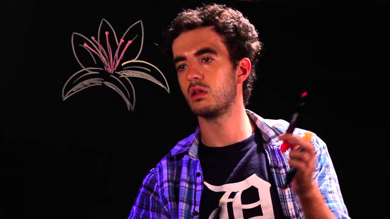 How to Draw Tiger Lilies