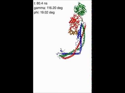 The Internal Dynamics of Fibrinogen and Its Implications for Coagulation and Adsorption