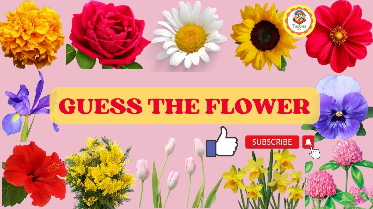 GUESS THE FLOWER | FLOWER NAMES IN ENGLISH WITH IMAGES | FLOWER NAMES FOR KIDS |TOODLES KIDS |