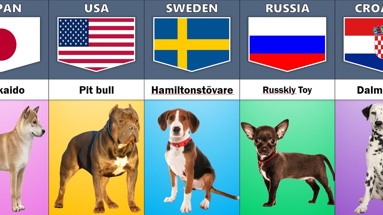 Dog Breeds From Different Countries | Dog Name and Country of Origin | Top Dog Breeds | Dog Breeds