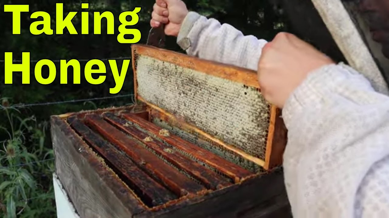 🔵Removing bees from Honey supers FAST!
