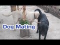 Dog Mating Watch HD Mp4 Video Download Free