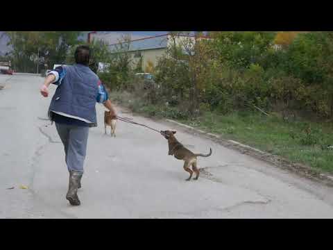 Maui ist bezaubernd und so liebenswert! | Hund, Mischling (Mischling ...