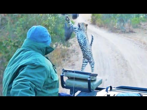 Surprise Attack: Leopard Appears Out of Nowhere