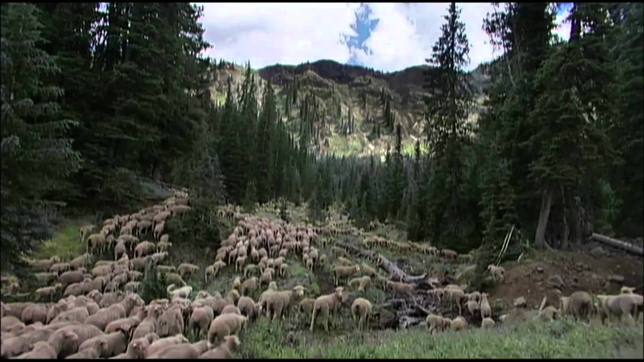 Sweetgrass - Documentary Trailer - POV 2011 | PBS