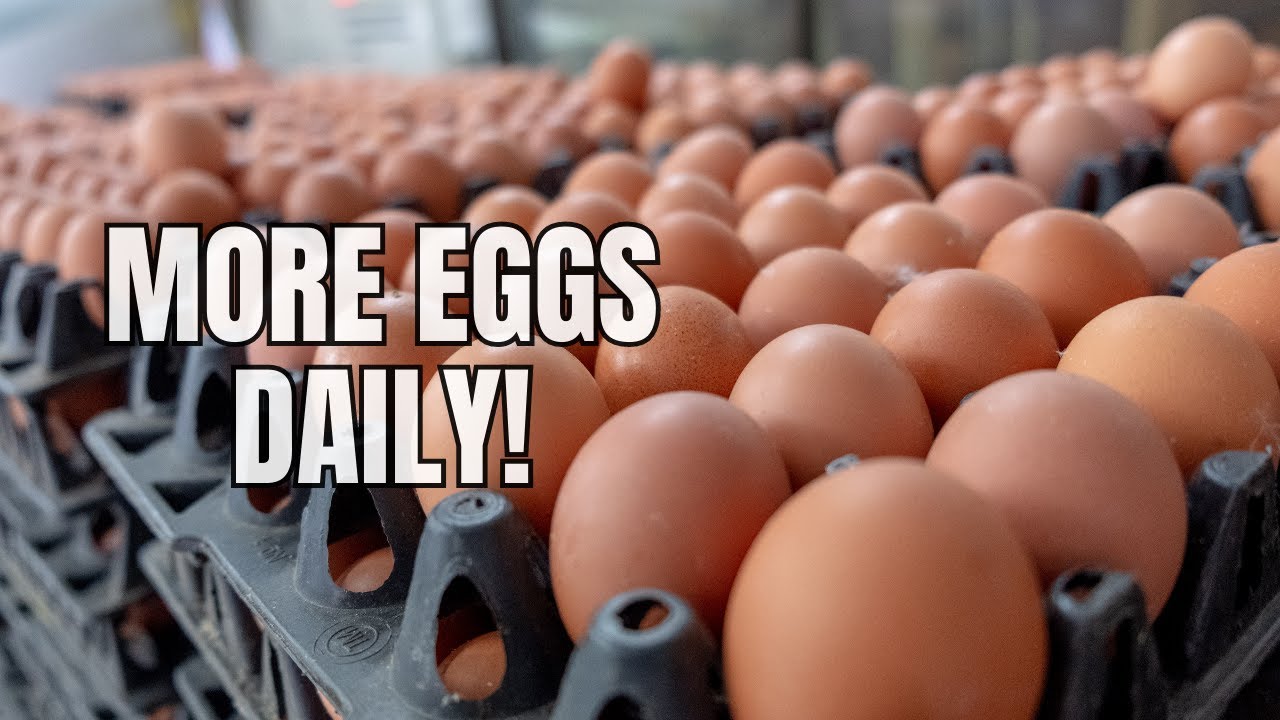 How to make your Chickens lay more Eggs - Secret Tips!