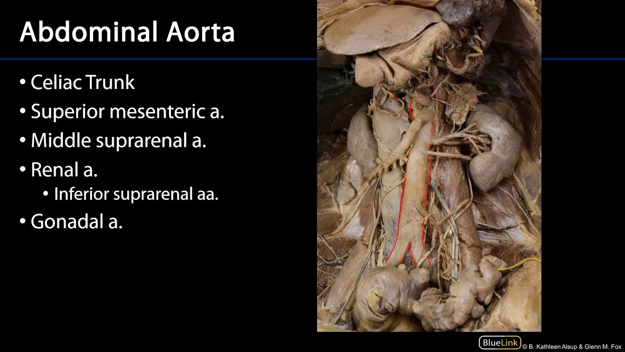 Abdominal Aorta - Duodenum, Pancreas and Abdominal Aorta SDV