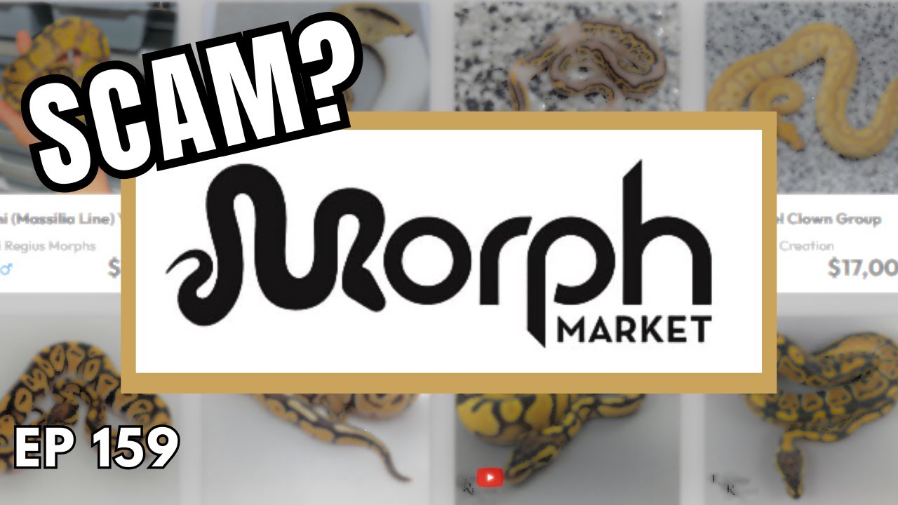 Animals at Home Podcast - What Is Happening to MorphMarket - MorphMarket News - MorphMarket ...