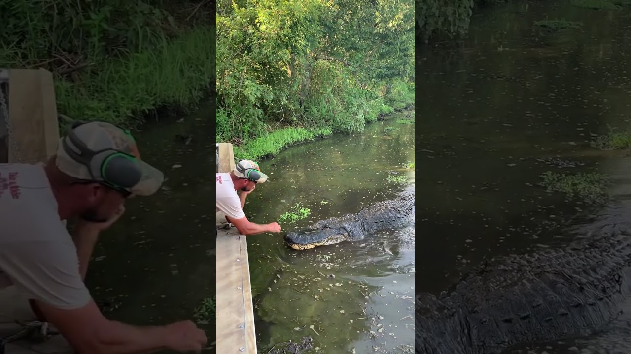 Big Al the 14ft gator. #louisiana  #gator #swamp #airboat #airboattoursbyarthur