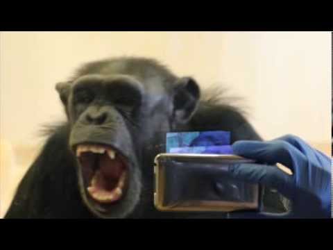 Primates and Empathy | PRIMATES