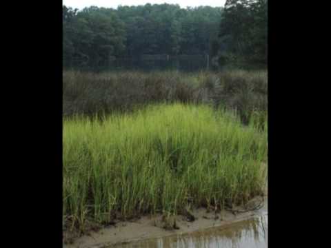 Photo Gallery | Glebe Point Campground