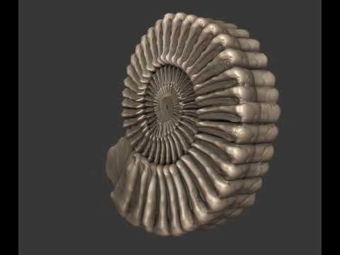 STL file Giant ammonites 🤿 (OBJ)・3D printing template to download・Cults