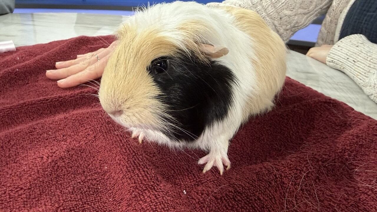 Furry Friends at 4: Patches
