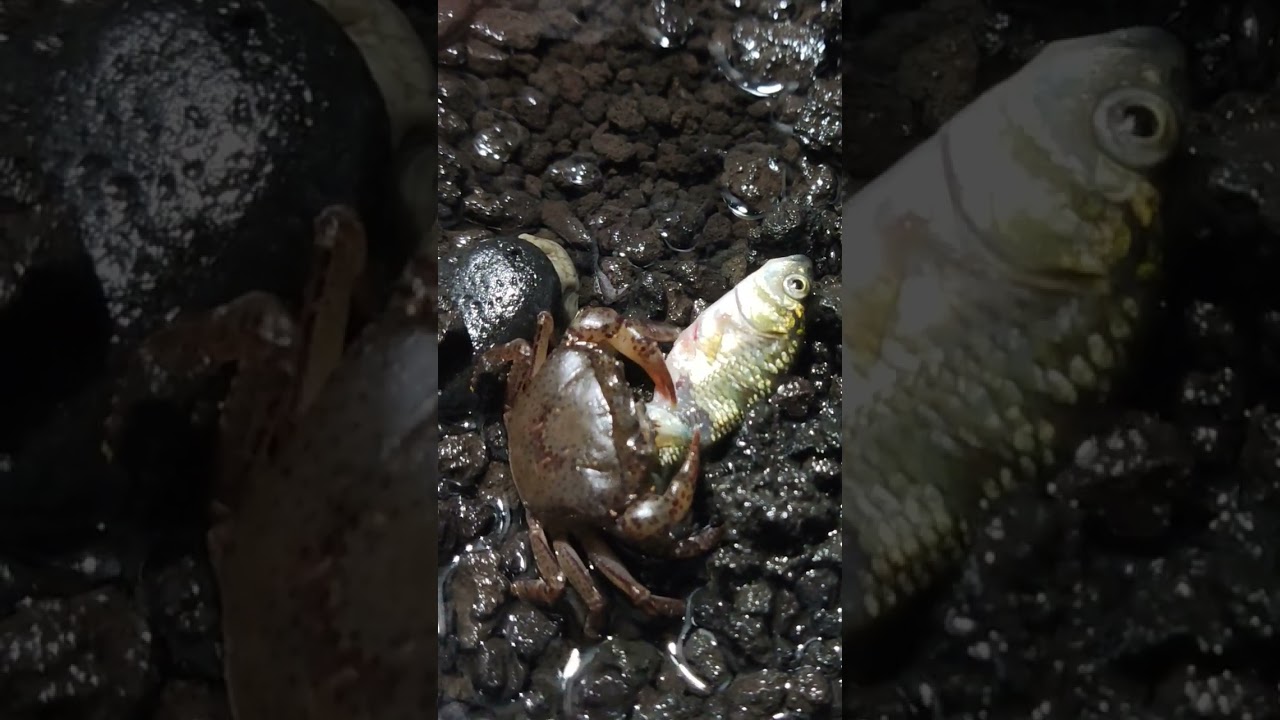 incredible,crabs eat fish alive