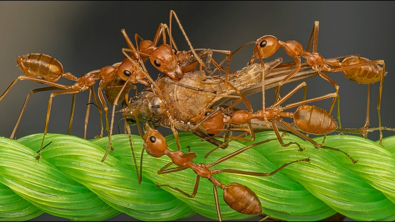 Step by Step — The Ants’ Journey