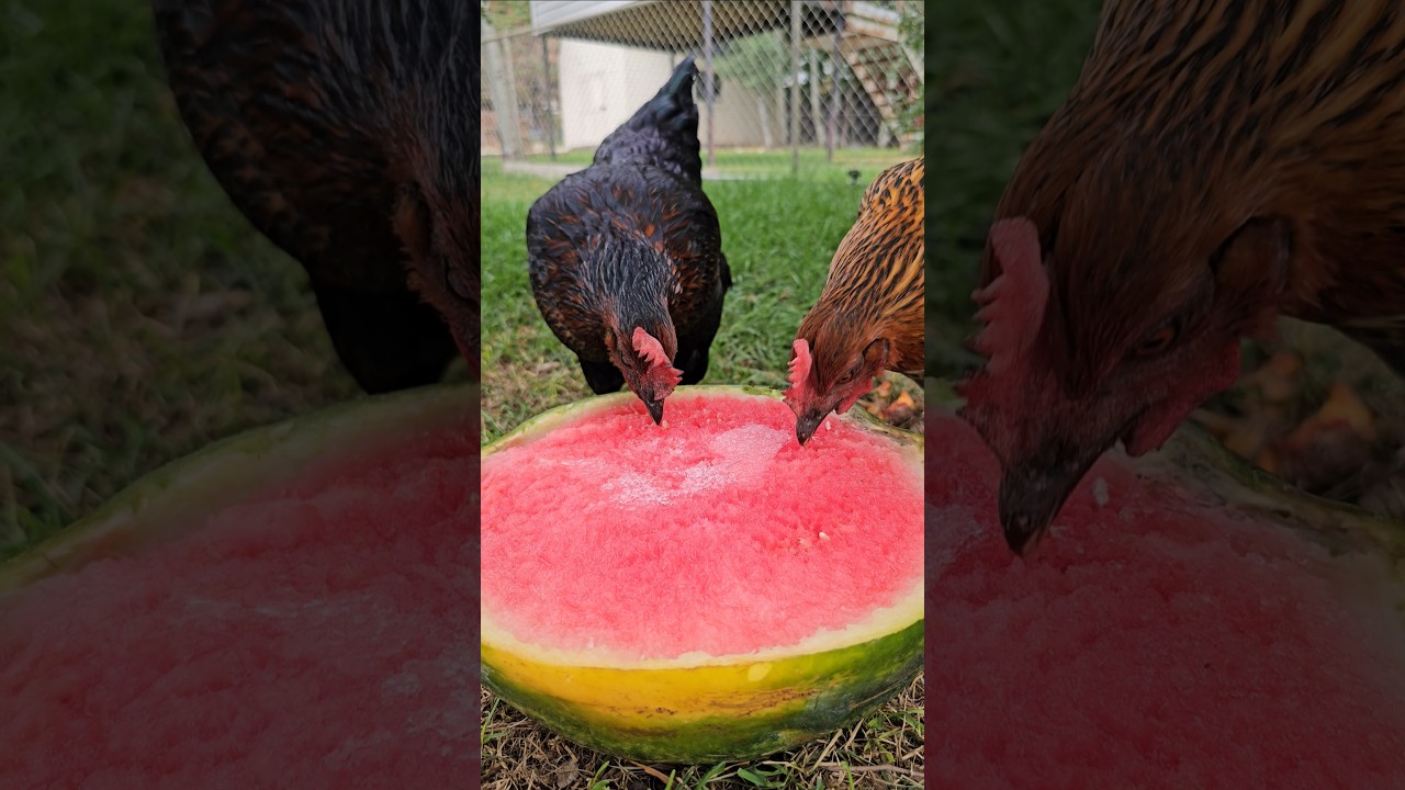 Awesome 3D Printed Chicken Arms #3dprinting #animals #backyardchickens