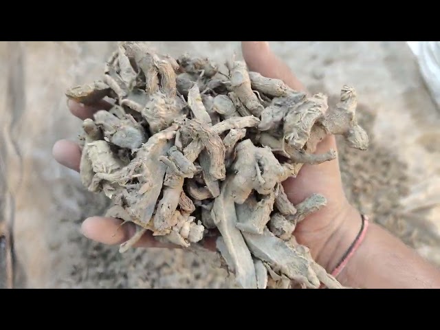 Herbal Roots - Asparagus Racemosus Roots Manufacturer from Neemuch