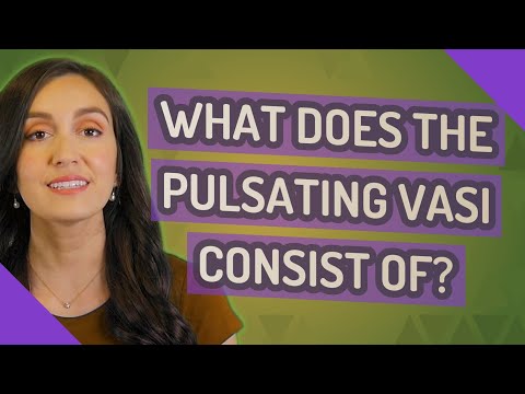 What does the pulsating Vasi consist of?