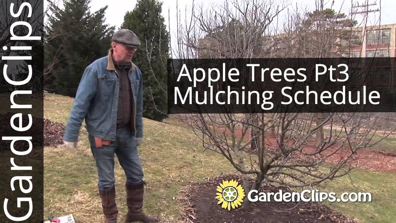 Pruning and Maintaining Apple Trees - Part 3 - Mulching Schedule and 