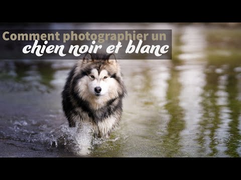 Comment photographier un chien noir et blanc ?