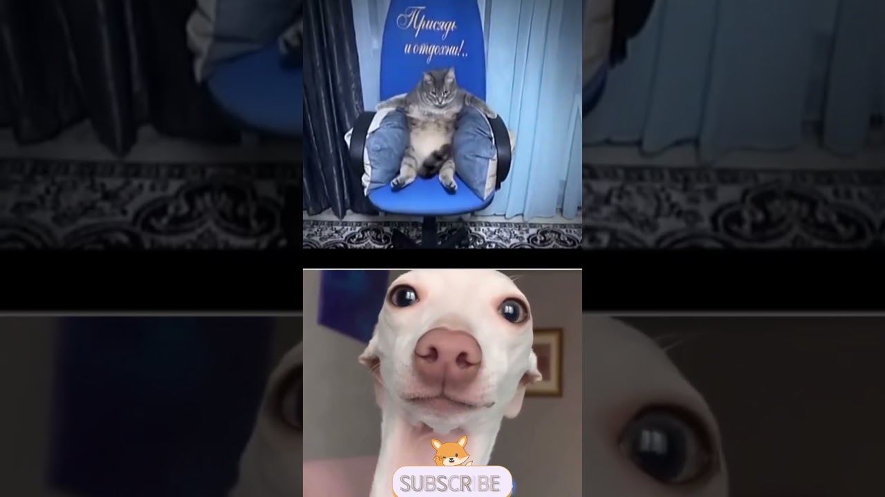 Sigma cat