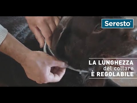 Come si applica il collare Seresto al cane