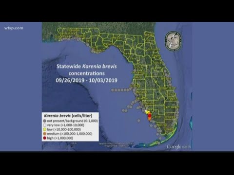 Red tide returns: Harmful algae appears again in parts of Florida