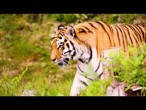 Importance of nature Conservation