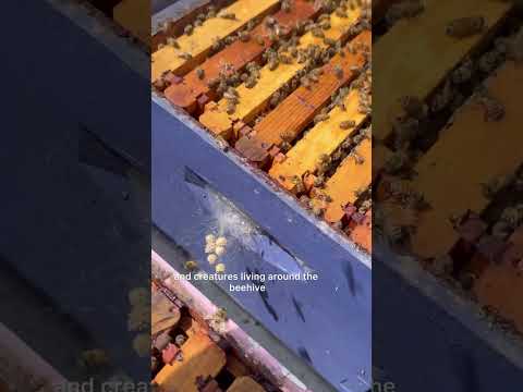 Black widow spiders love to nest around bee boxes #savethebees #beelife