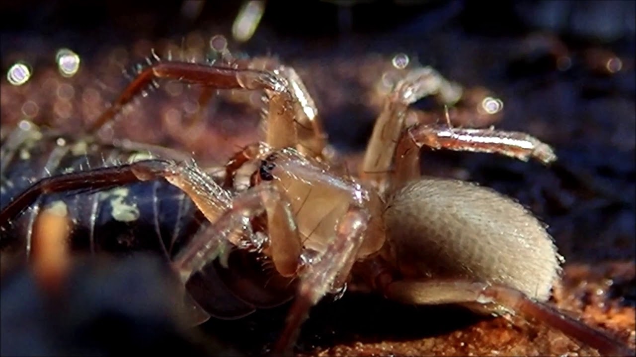 Cicurina simplex
