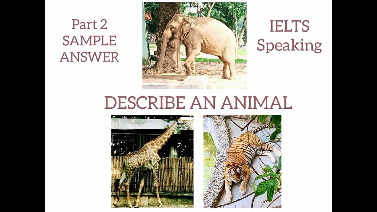 Describe a wild animal. IELTS Speaking Part 2 Sample answer.